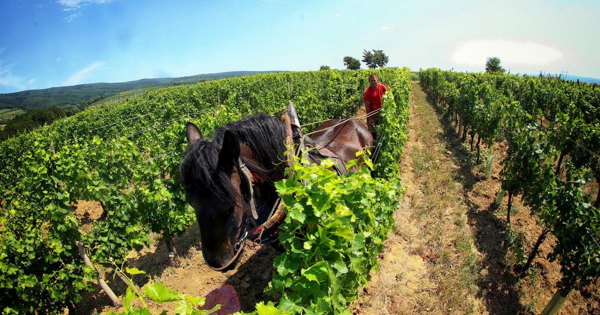 Simboli Kutjeva su vino, dvorac, priroda, ljubazni domaćini... | lokalni.hr