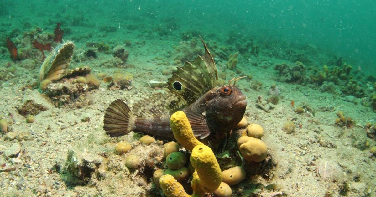 Znanstvenici istražili čitavo područje estuarija rijeke Krke | lokalni.hr